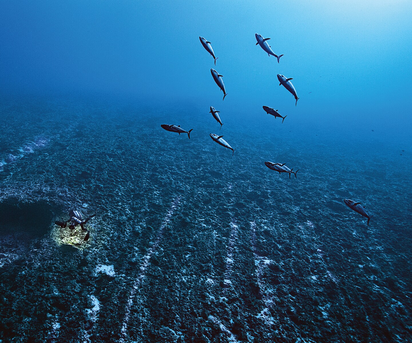 700 Sharks IN THE NIGHT | Blancpain Digital Magazine