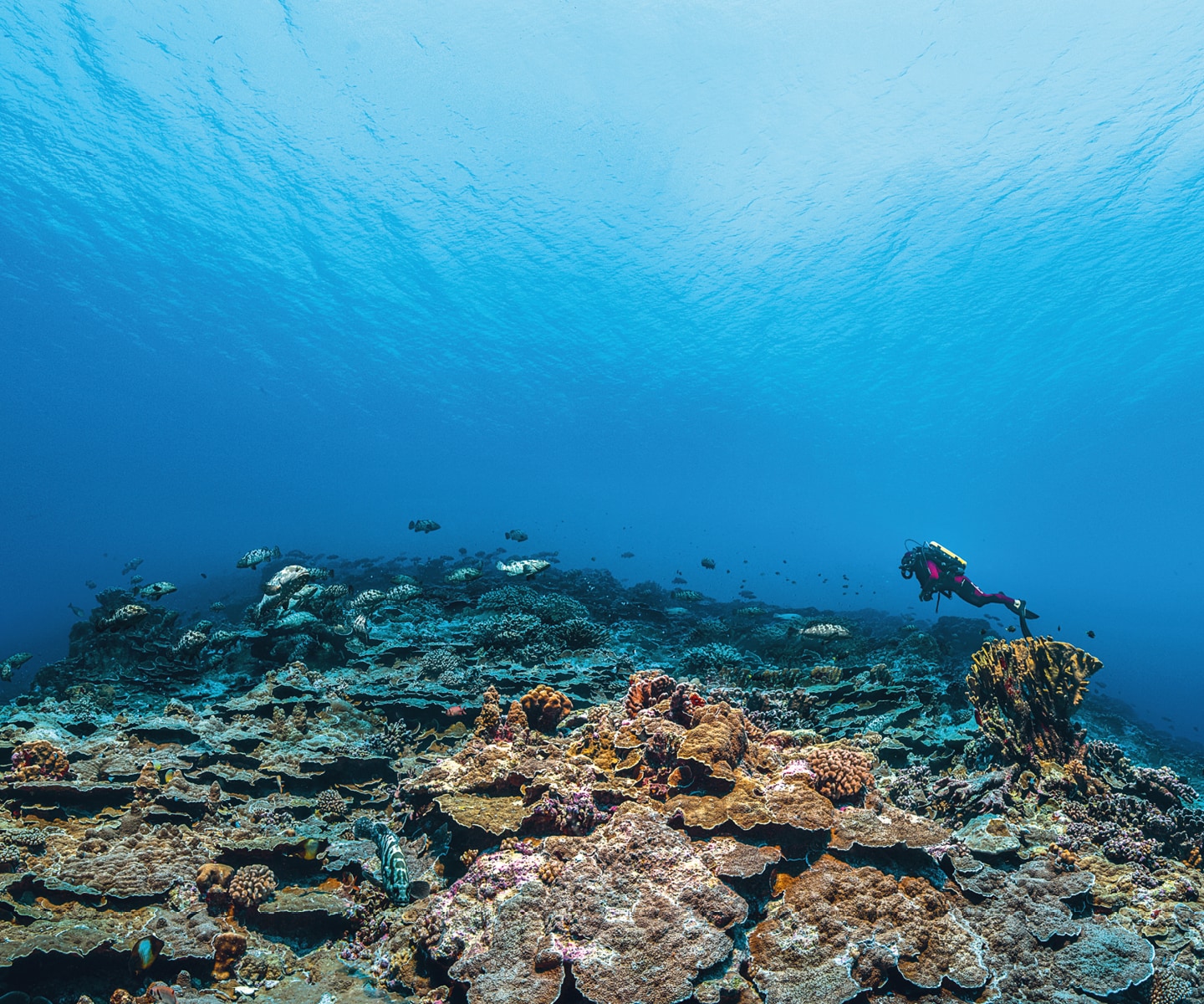 700 Sharks IN THE NIGHT | Blancpain Digital Magazine