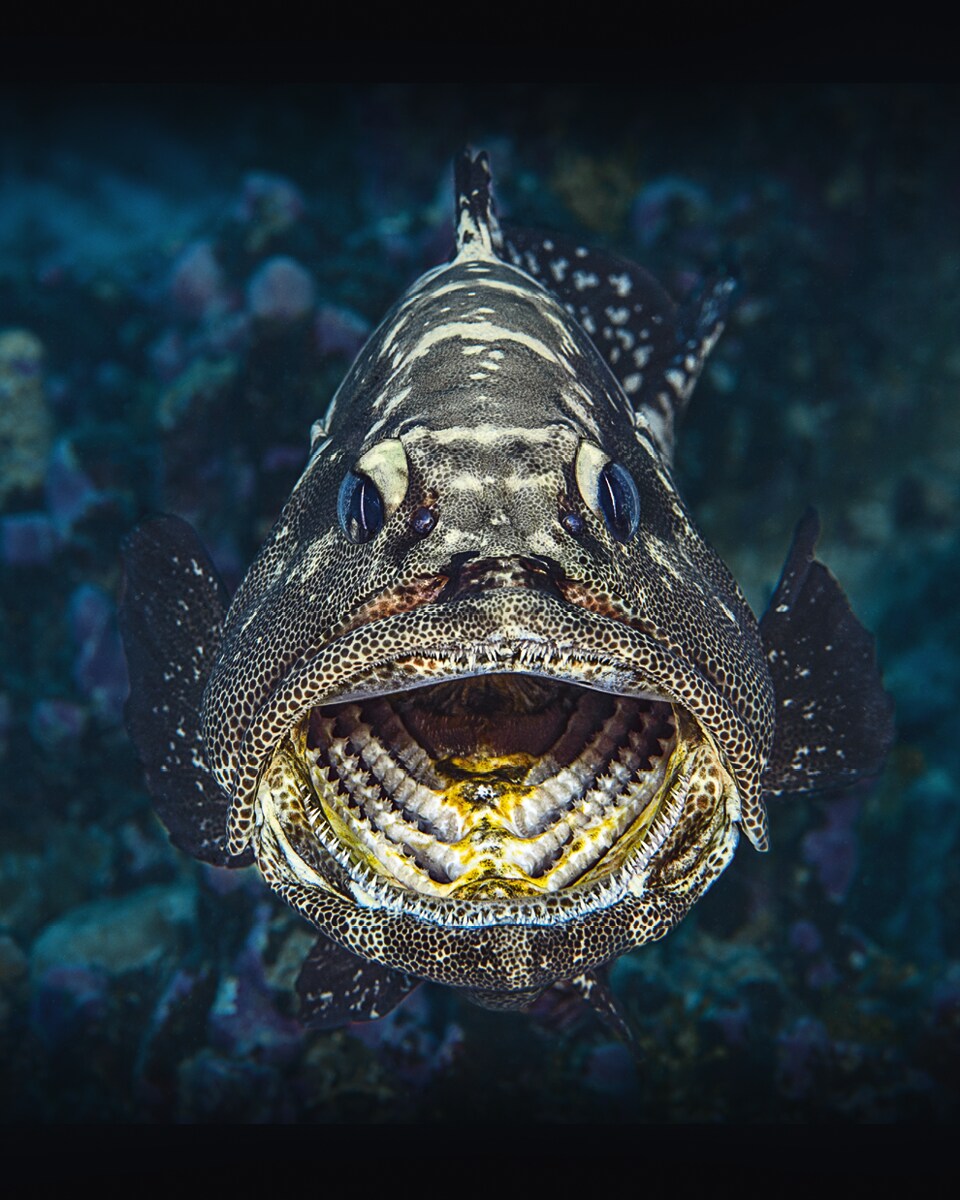 700 Sharks IN THE NIGHT | Blancpain Digital Magazine