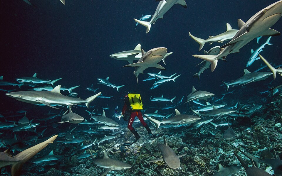 700 Sharks IN THE NIGHT | Blancpain Digital Magazine