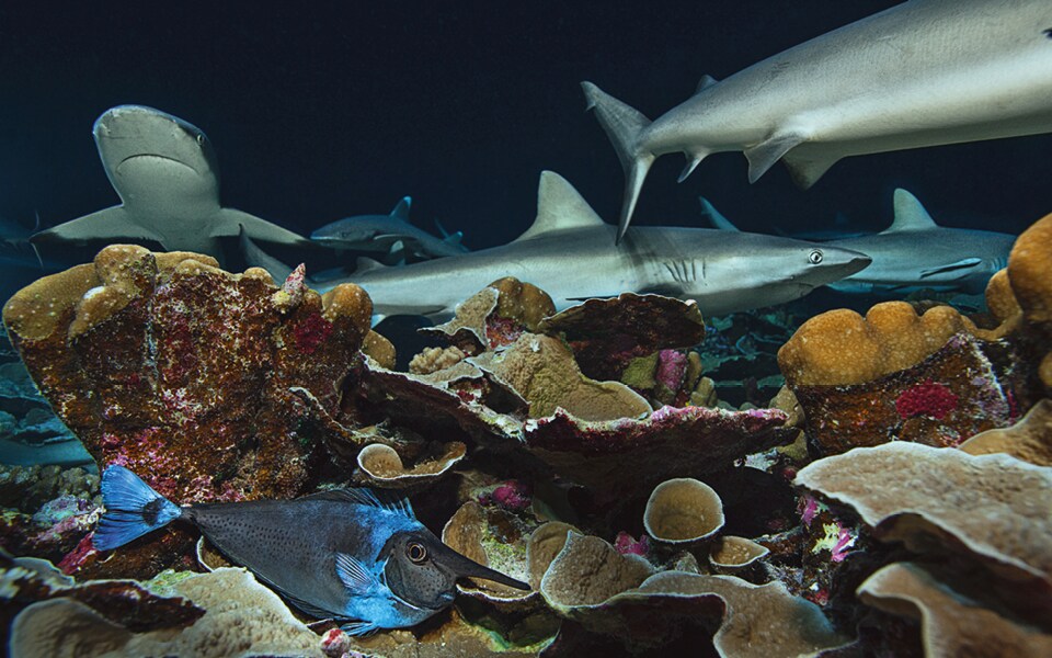 700 Sharks IN THE NIGHT | Blancpain Digital Magazine