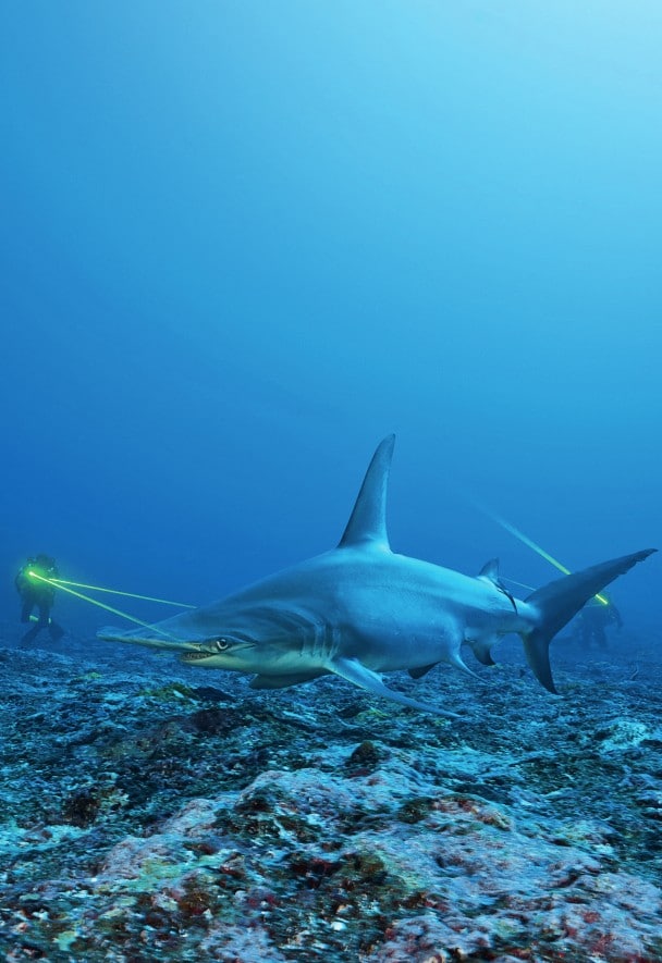 Lo SQUALO MARTELLO maggiore | Lettres du Brassus